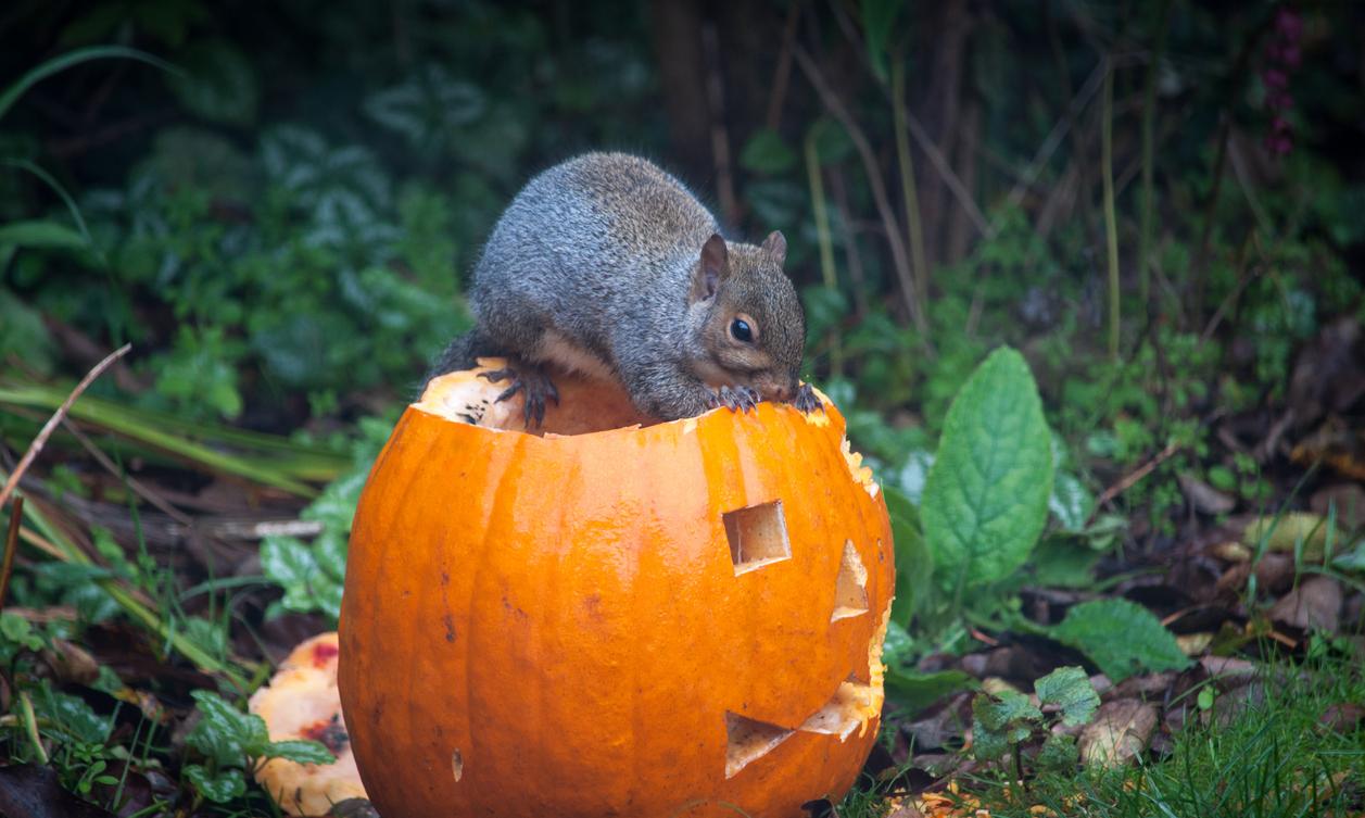 How to Keep Squirrels from Eating Your Pumpkin or Jack-O'-Lantern