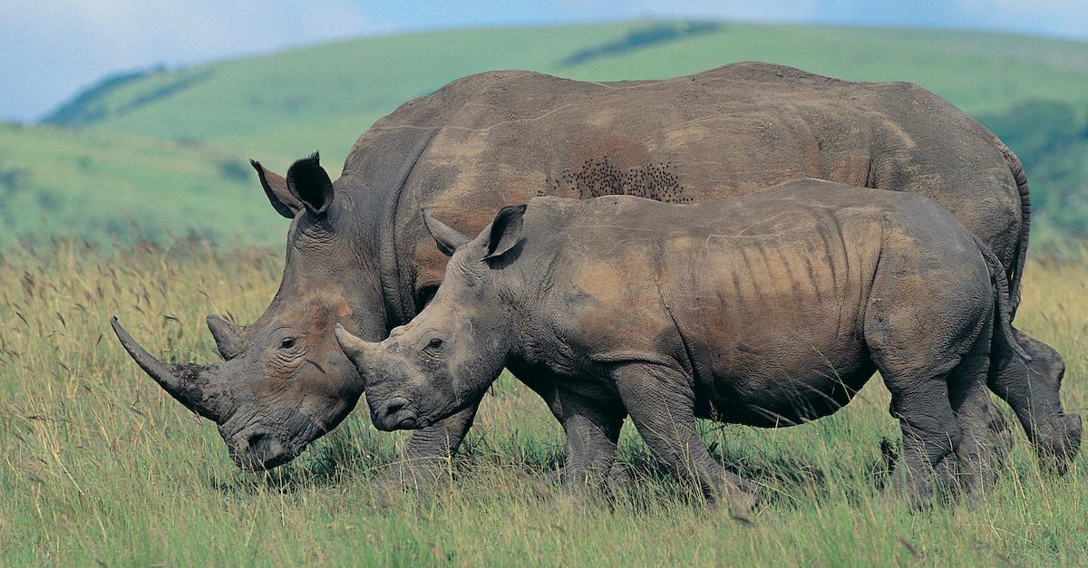 The Nepal Rhino Population Is Feeling Effects of Climate Change