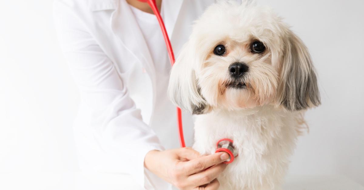 Can Bird Flu Affect Dogs? Pet Parents Worry About Outbreaks