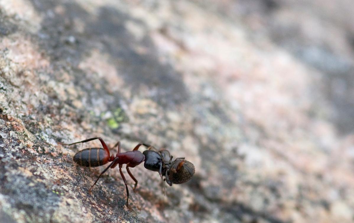 Why Ants Carry Dead Ants