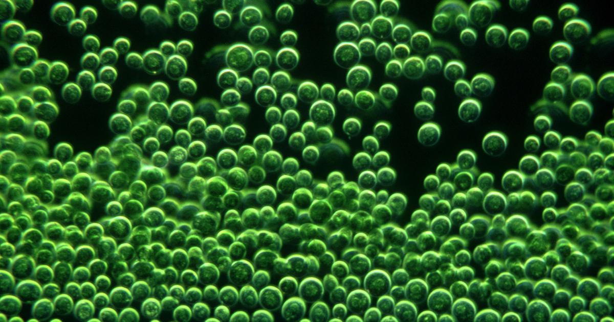 What Is an Autotroph?