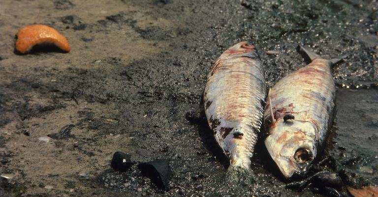 How Many Animals Are Killed by Plastic Pollution?