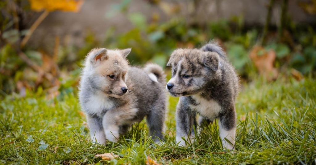 The Worst Shedding Dog Breeds, From Akitas to Chow Chows