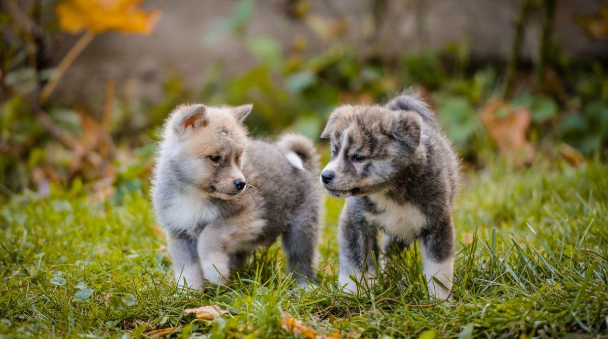 The Worst Shedding Dog Breeds, From Akitas to Chow Chows