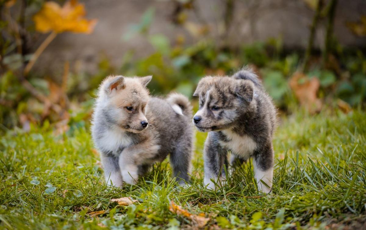 The Worst Shedding Dog Breeds, From Akitas to Chow Chows