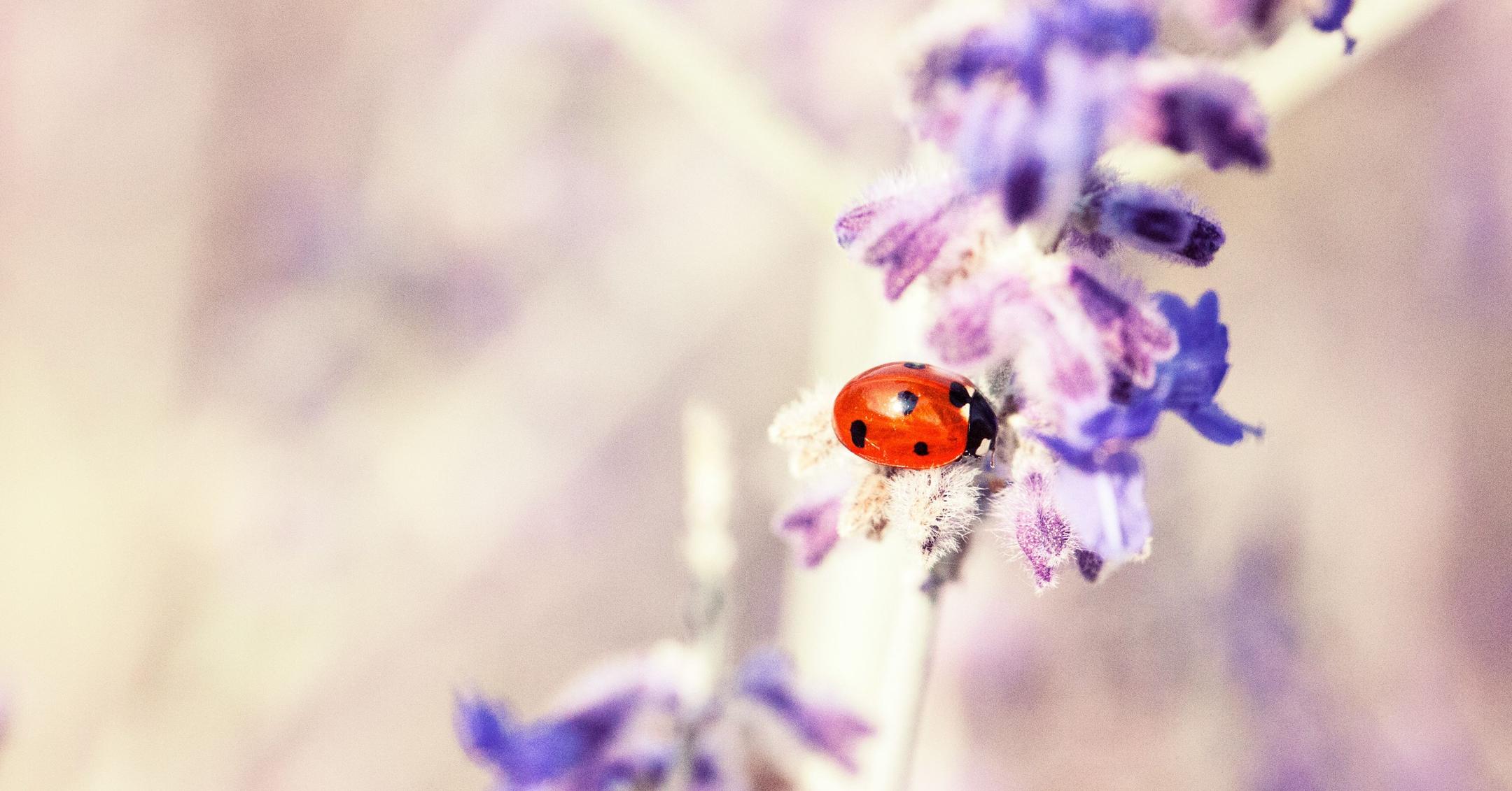 Here Are the Spiritual Meanings of Ladybugs