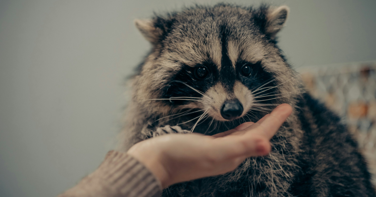 Can You Have a Raccoon as a Pet? Everything to Know