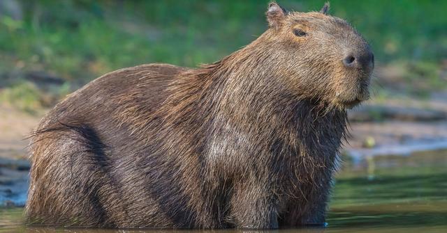 Why Are Capybaras so Chill? Exploring these Low-Key Creatures