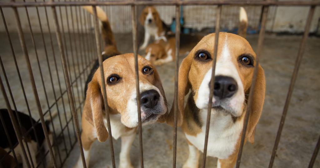 What Are Cruelty-Free Products Tested On?