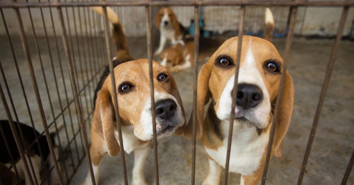 What Are Cruelty-Free Products Tested On?