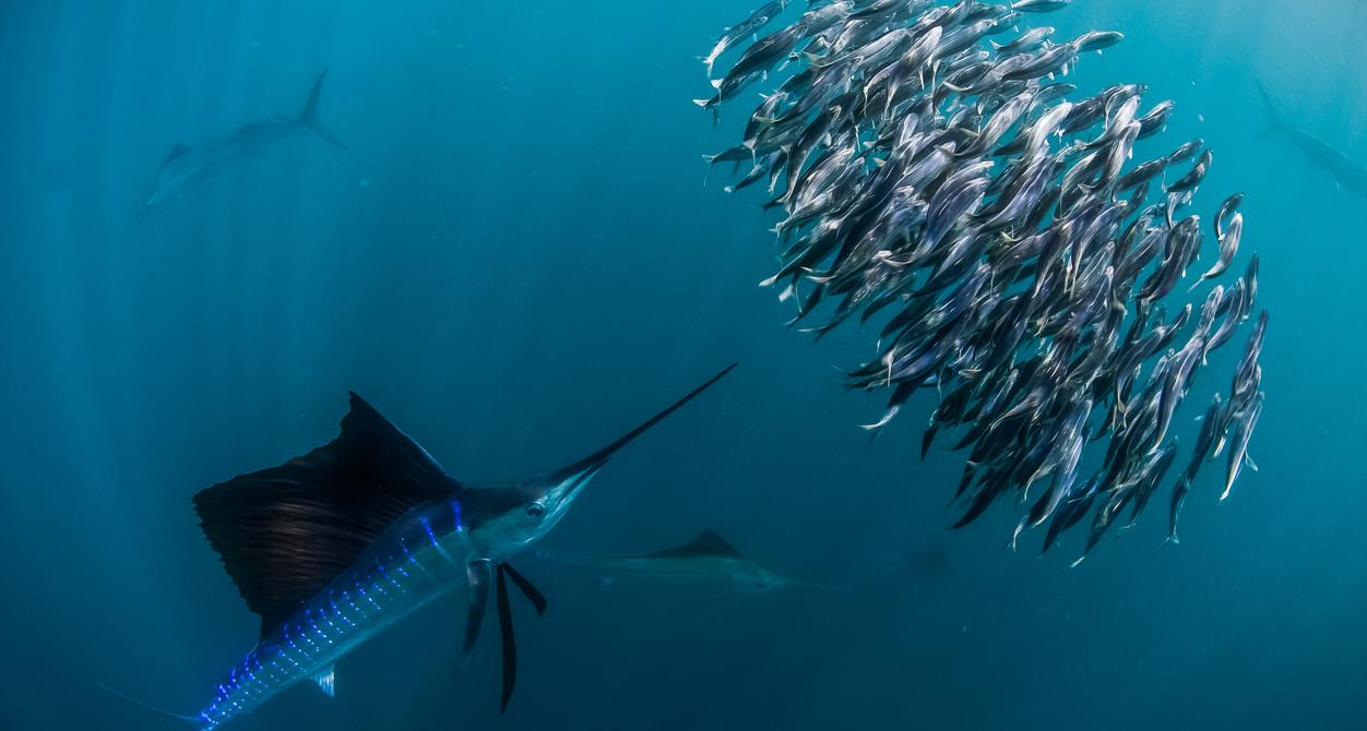 Here's a List of the Fastest Fish in the Ocean