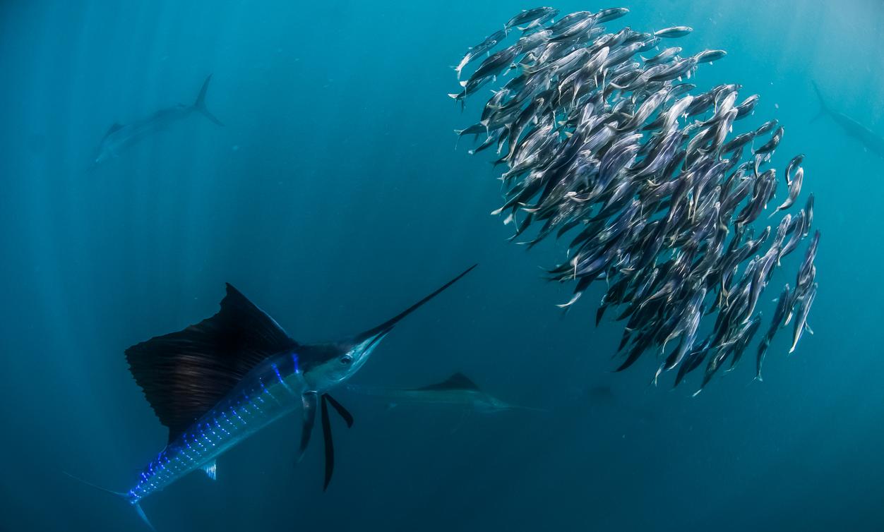 Here's a List of the Fastest Fish in the Ocean