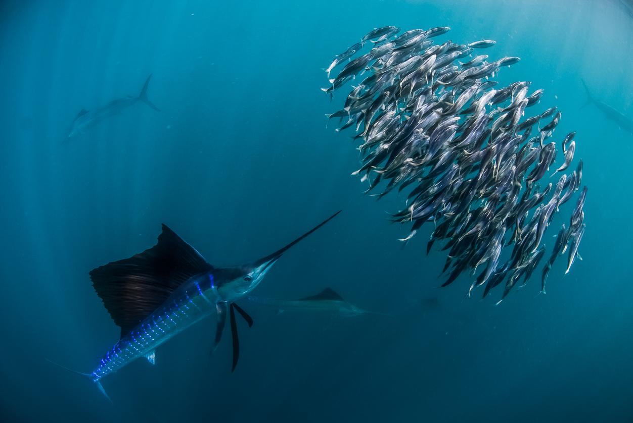 Here's a List of the Fastest Fish in the Ocean