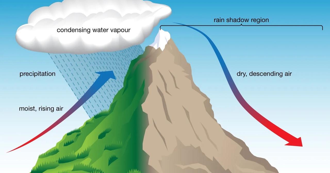 What Is a Microclimate? Tiny Ecosystems Help Entire Species Thrive