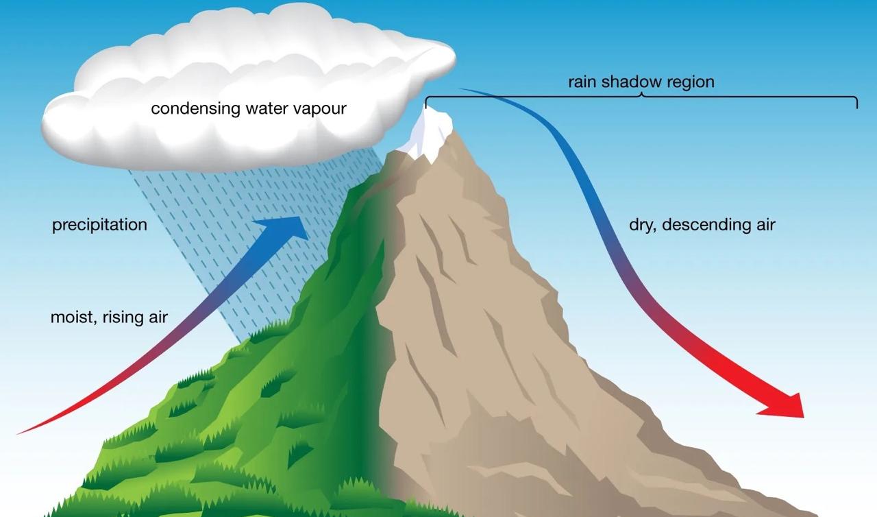 What Is a Microclimate? Tiny Ecosystems Help Entire Species Thrive