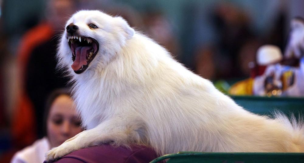 Why Do Dogs Sigh Loudly? It Isn’t Only Because They’re Frustrated