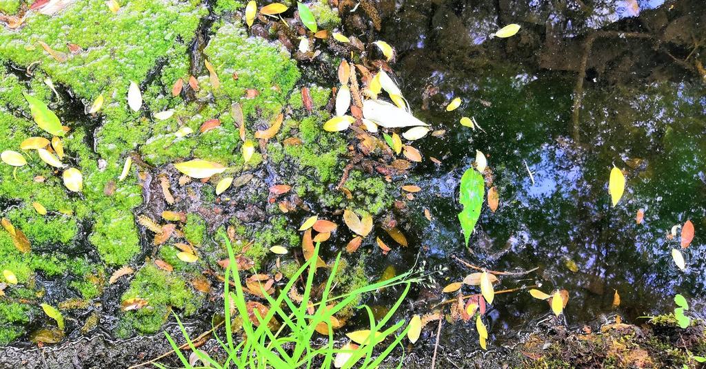 Learn About the Environmental Factors of Freshwater Biomes