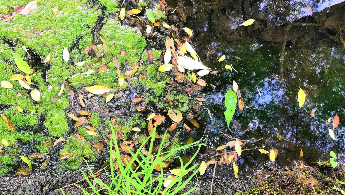 Learn About the Environmental Factors of Freshwater Biomes