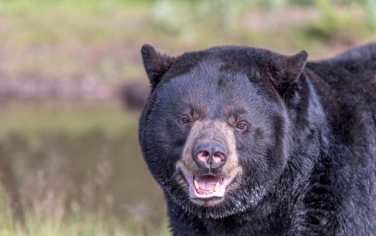 What's the Difference Between Black Bears vs. Grizzly Bears?