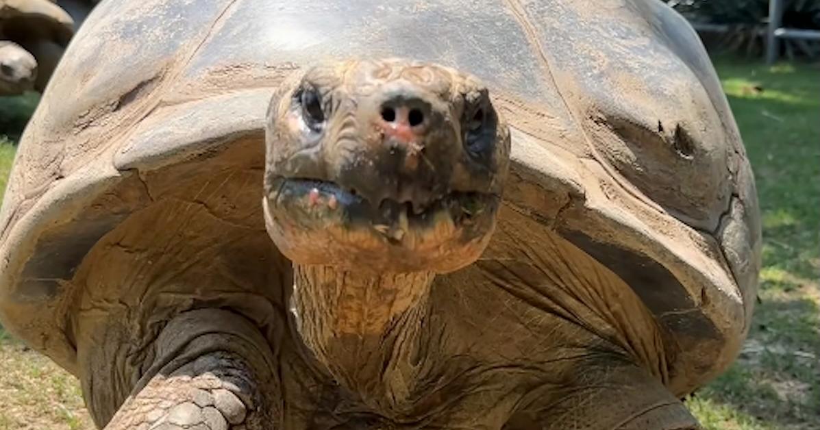 Philly Zoo: 97-Year-Old Tortoise Becomes First-Time Mom