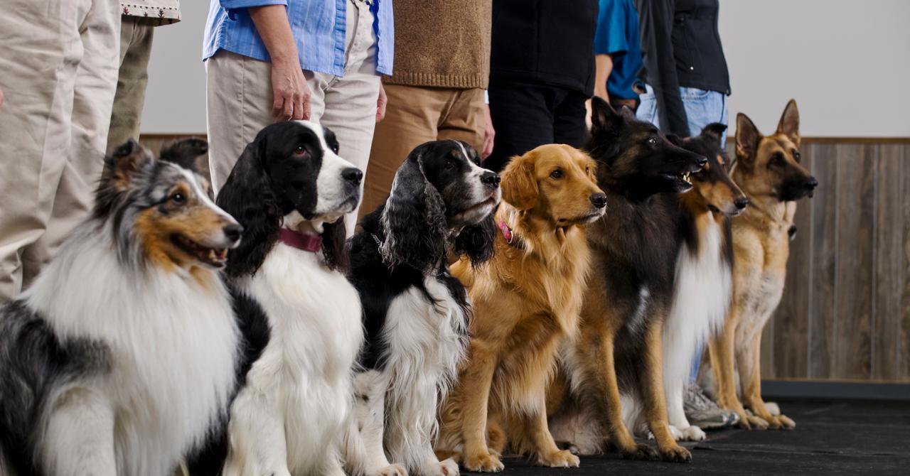 How to Start a Dog Rescue, According to An Expert (Exclusive)