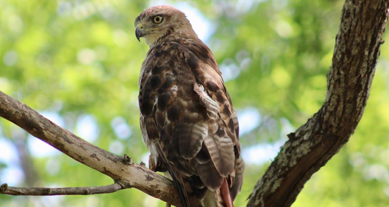 What Does It Mean When You See a Hawk? The Spiritual Meaning