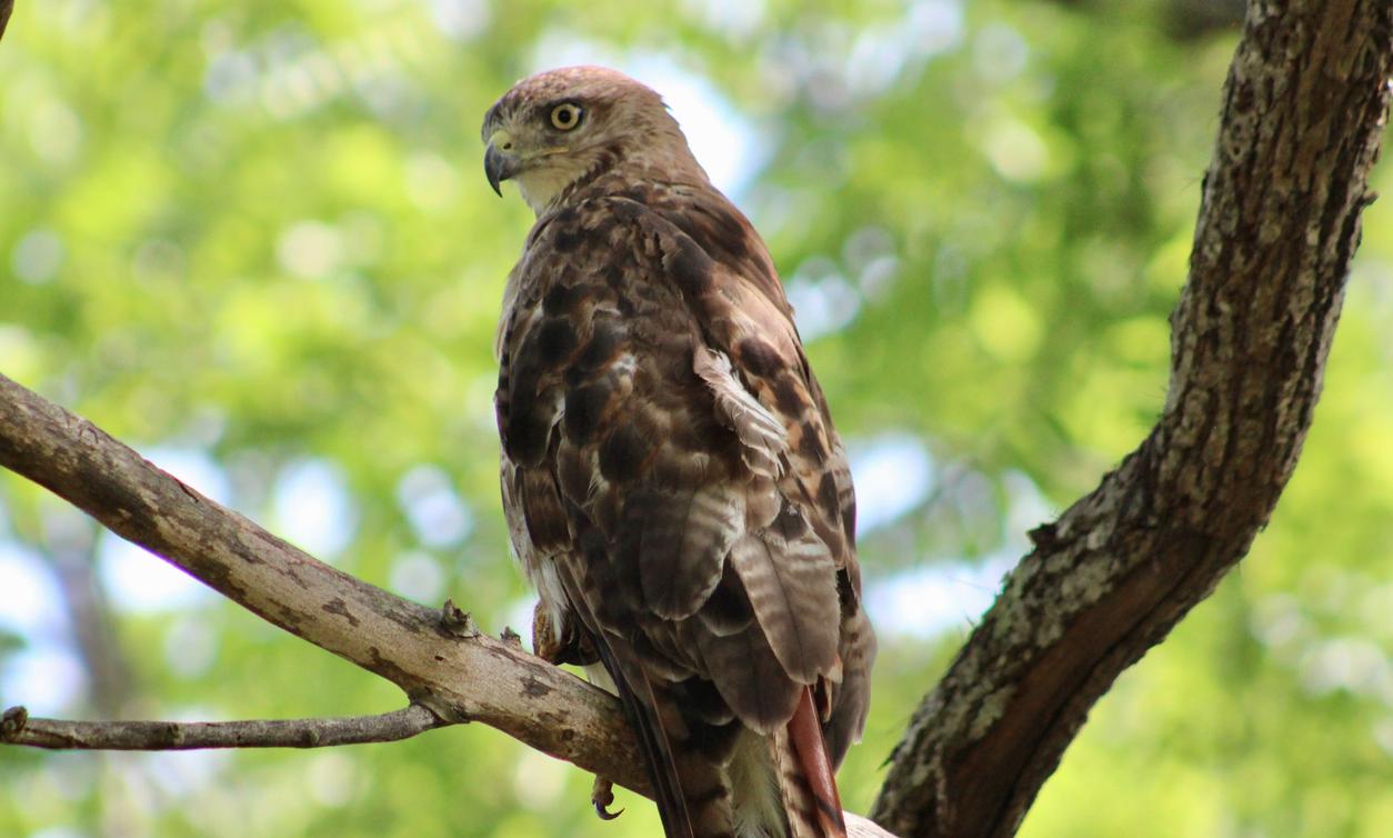 What Does It Mean When You See a Hawk? The Spiritual Meaning