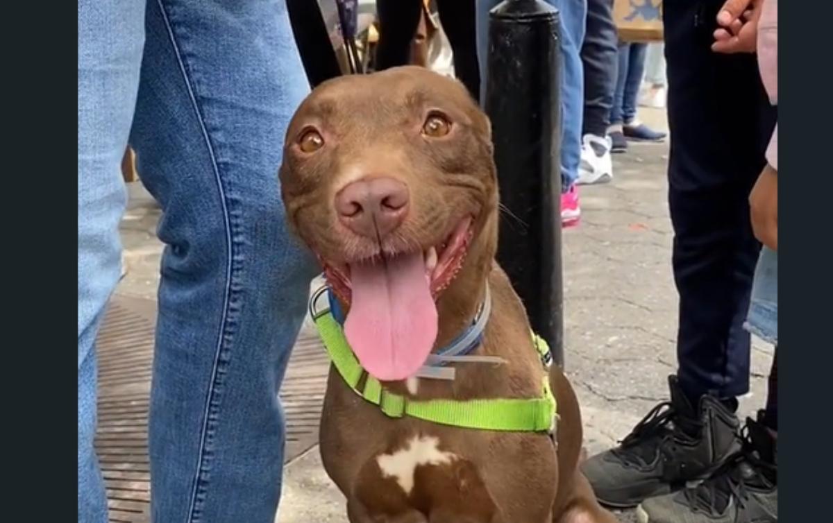 Family Reunited With Lost Dog at Rescue Event