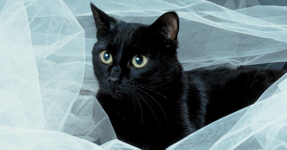 Why Don t People Like Black Cats Here s What To Know