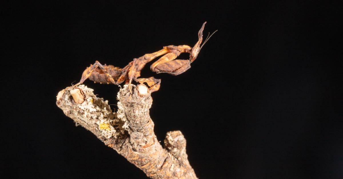 What Is a Ghost Mantis? This Insect Hides in Plain Sight