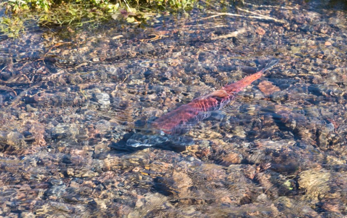 Why is Salmon Pink? The Truth Might Surprise You