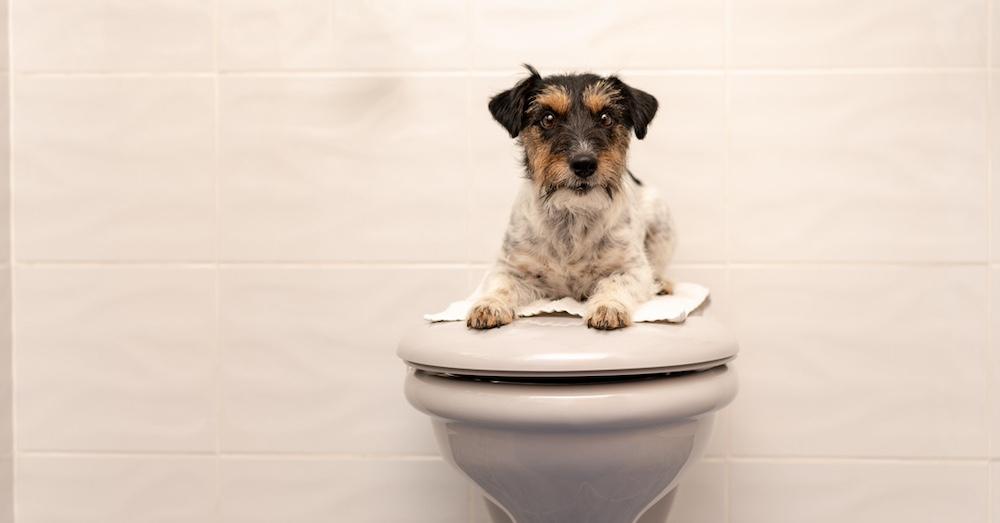 Here's How to Remove Dog Poop From Your Carpet