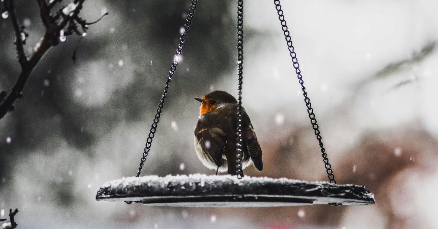 Do Birds Get Cold? Here's What Experts Say