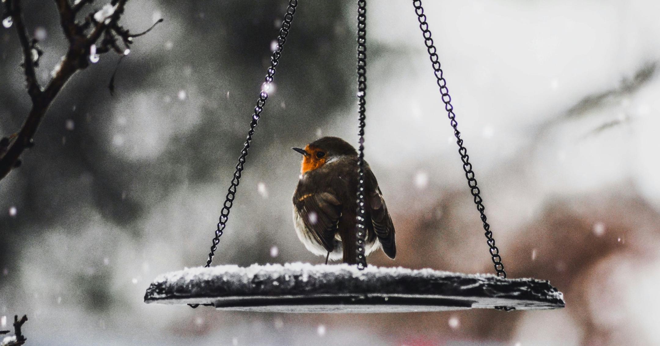 Do Birds Get Cold? Here's What Experts Say