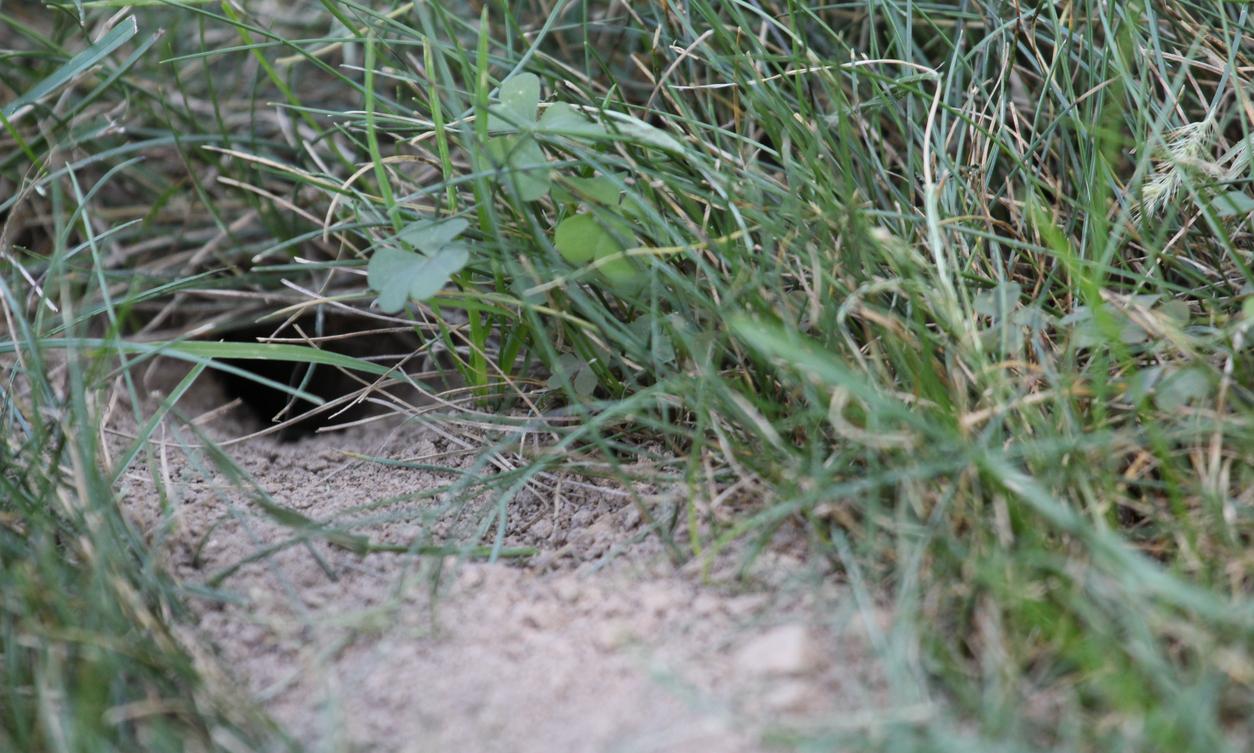 How to Get Rid of Cicada Killers: 3 Easy Methods