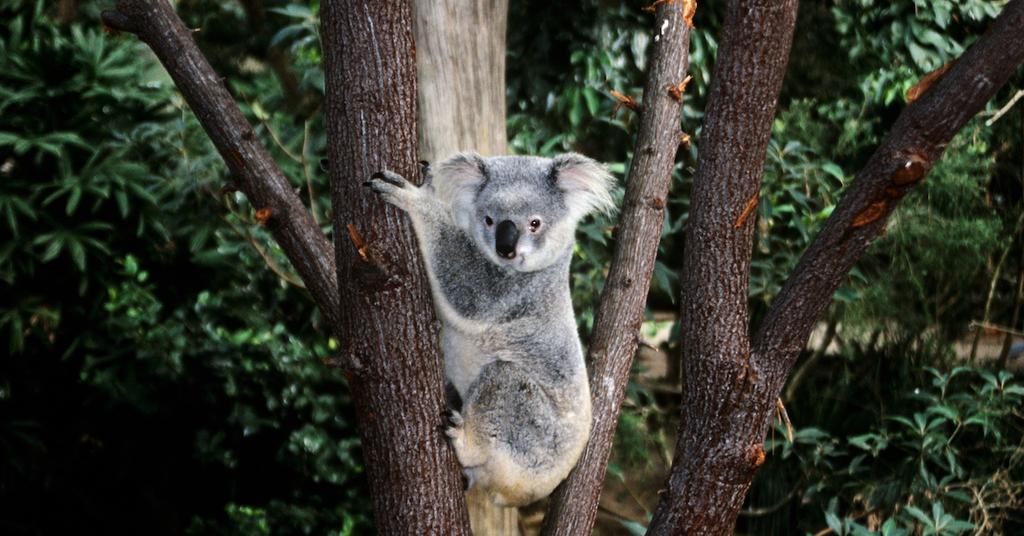 The Extinction of Koalas May Take Place Within Our Lifetime