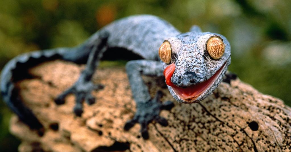 Are Reptiles About to Go Extinct? Here’s What a Recent Study Says