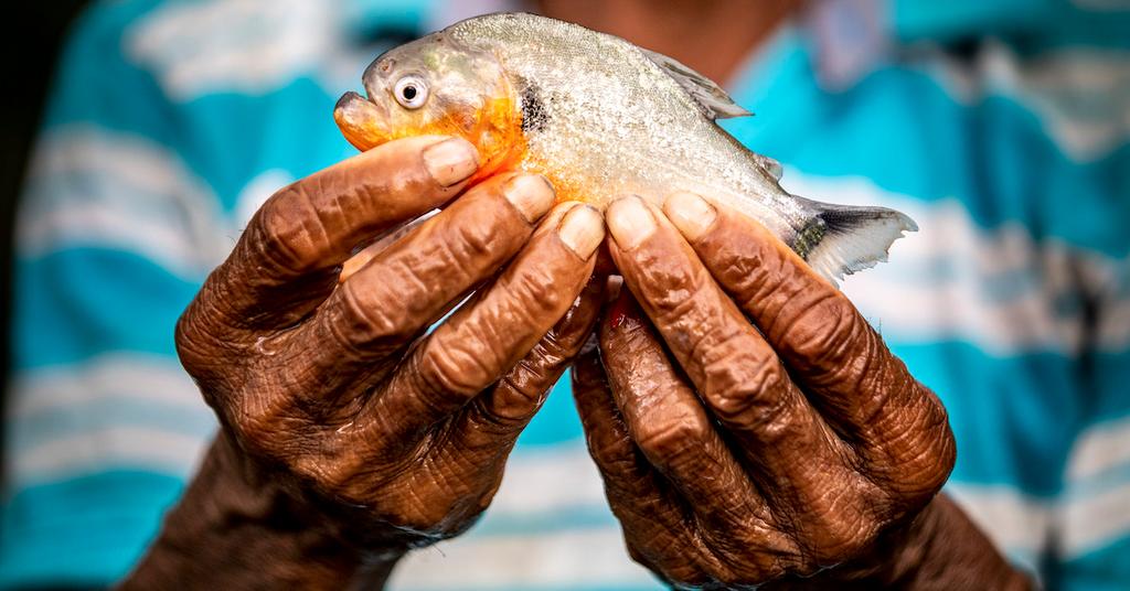 Freshwater Fish Conservation Groups That Are Working to Save Them