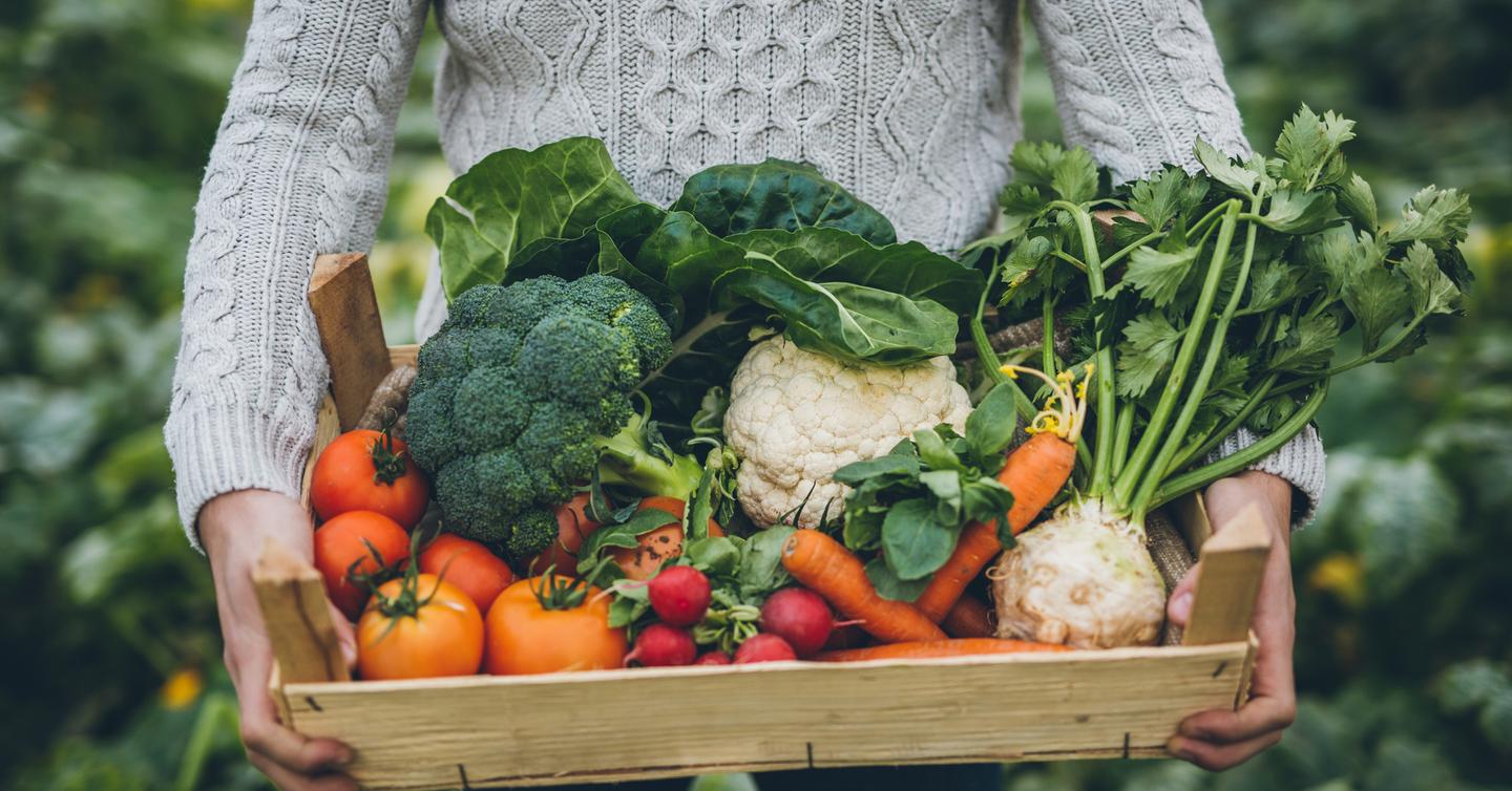 Monocropping – What Is It and How It’s Hurting the Environment