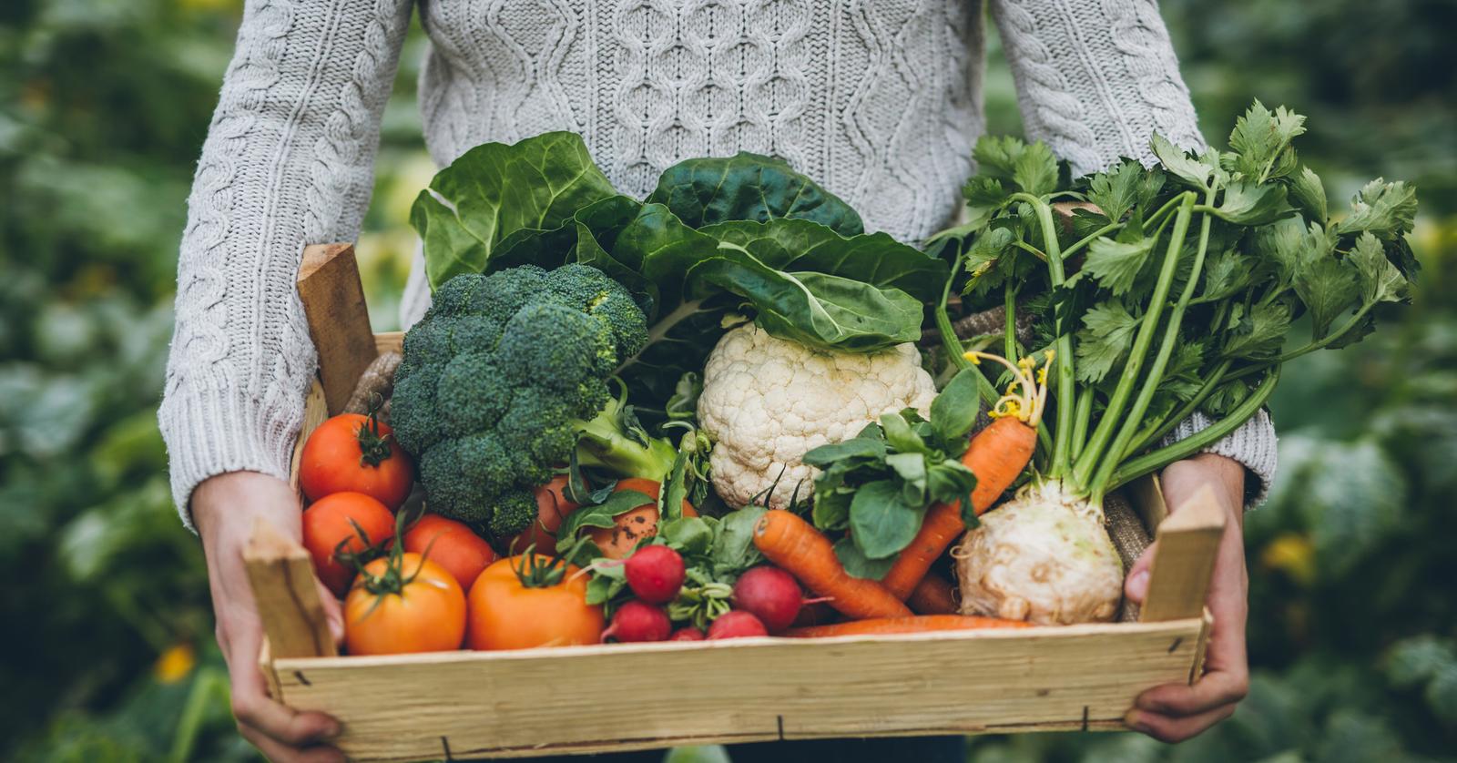 Monocropping – What Is It and How It’s Hurting the Environment