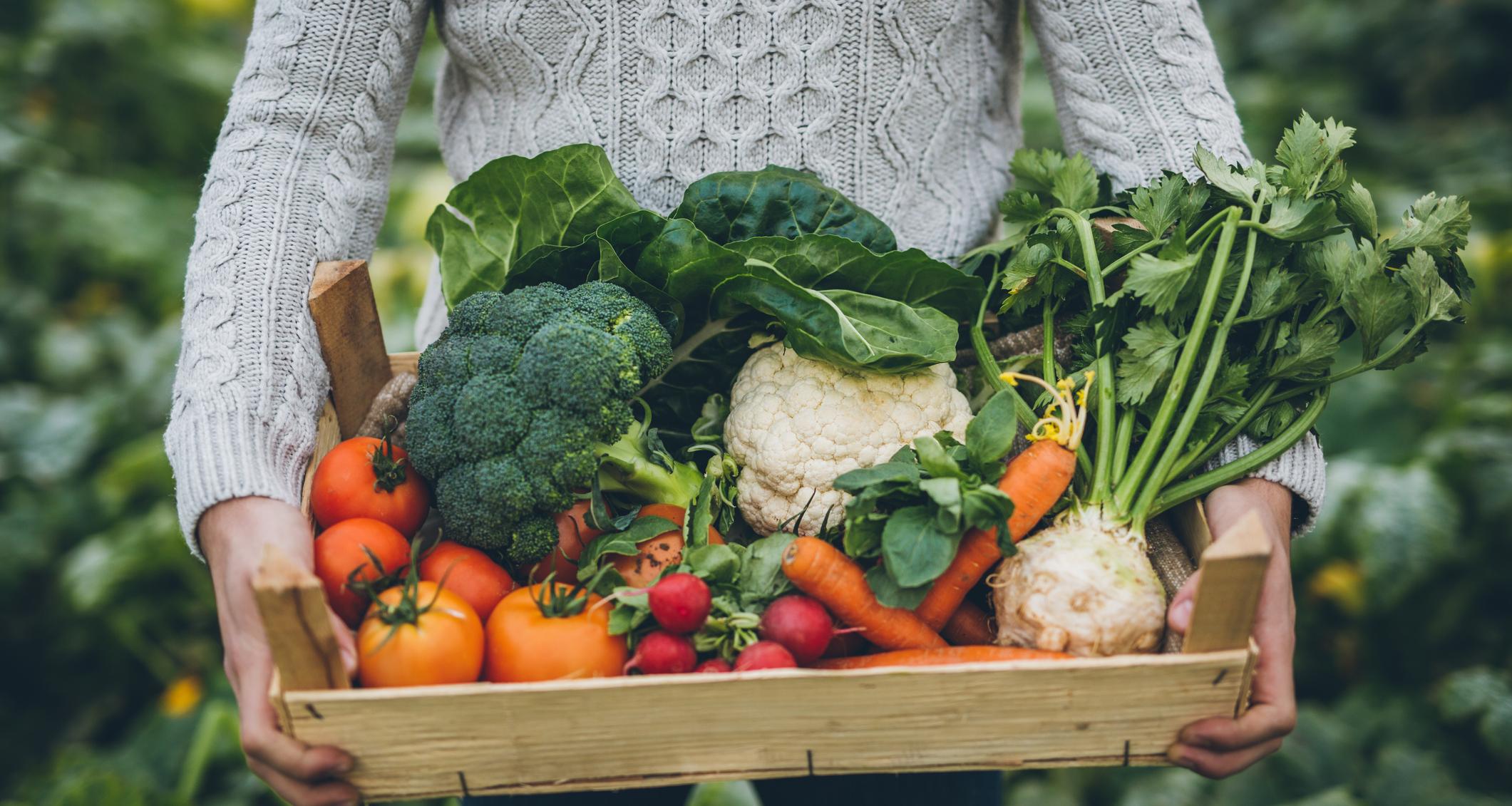 Monocropping – What Is It and How It’s Hurting the Environment