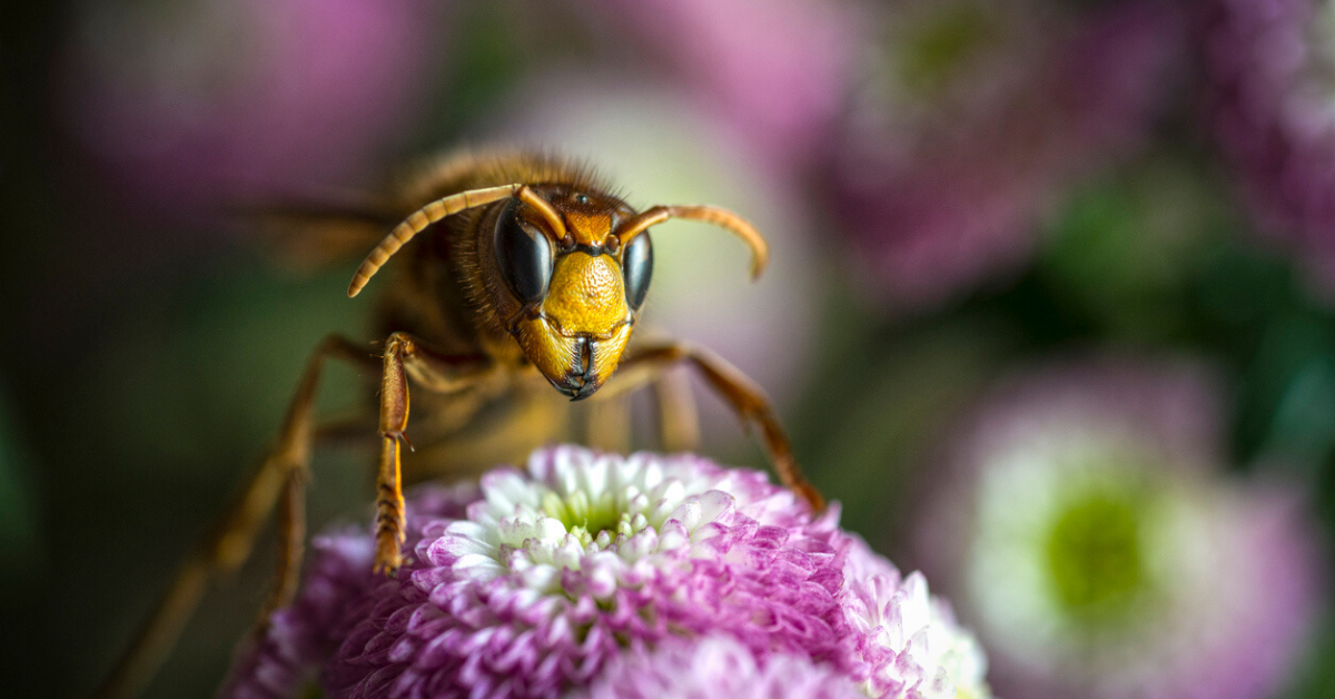 Everyone’s Asking: How Did Murder Hornets Get to the U.S.? Find Out