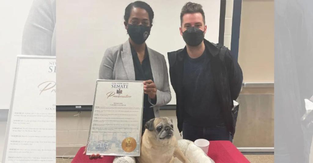 Noodle the Pug Has Died, Leaving Fans of the Rescue With Heavy Hearts