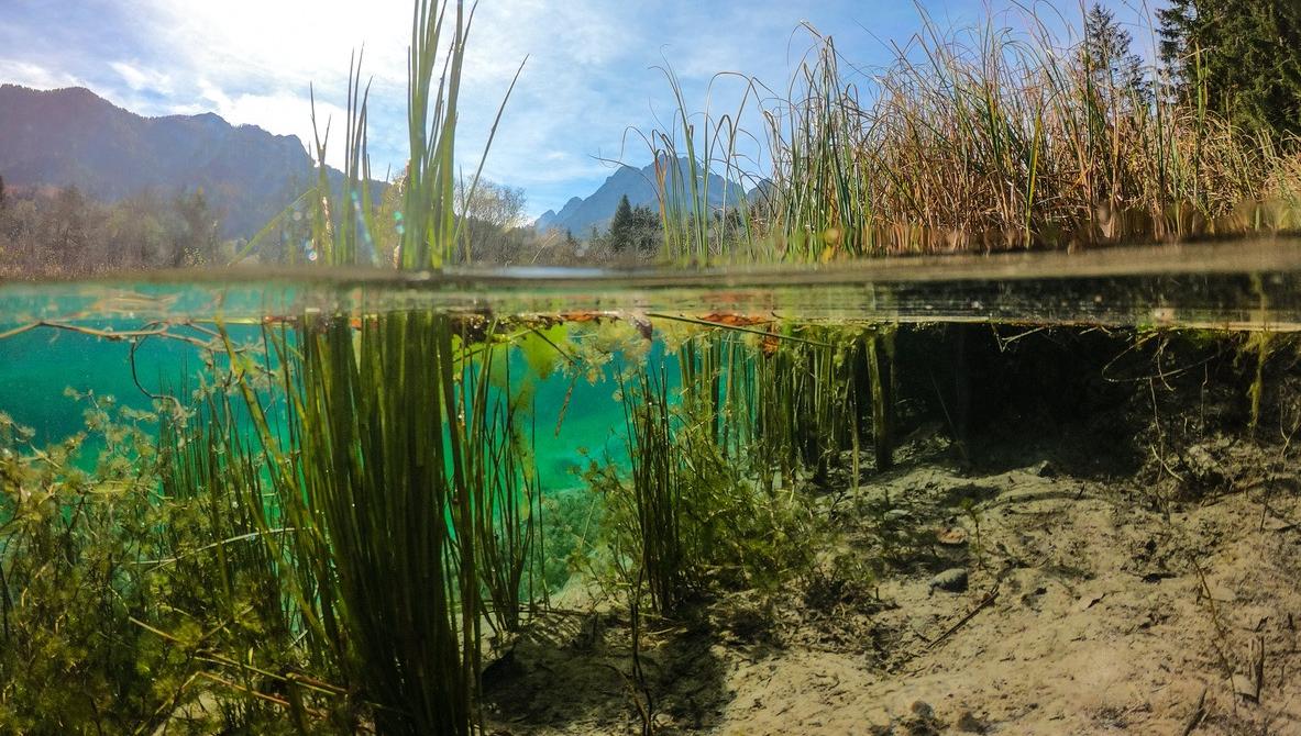 Learn About the Environmental Factors of Freshwater Biomes