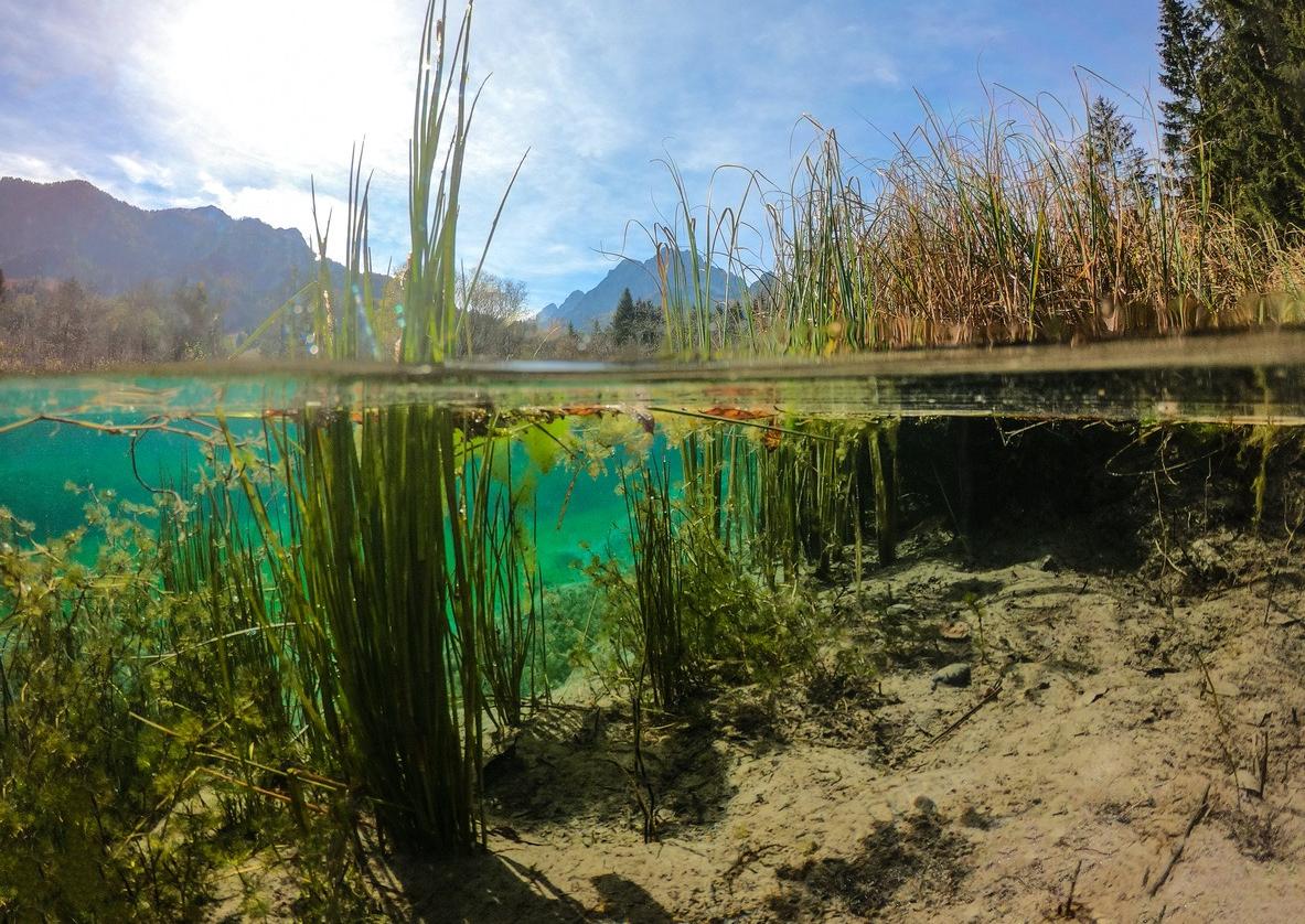 Learn About the Environmental Factors of Freshwater Biomes