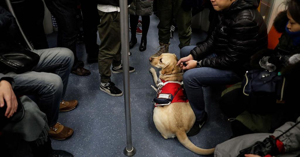 International Guide Dog Day: Defining the Job, and How to Adopt Rejects