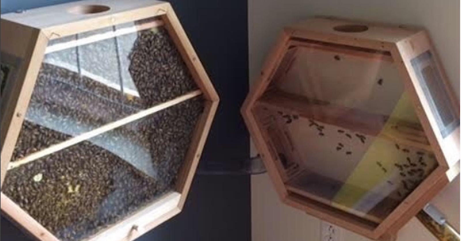 Company Builds Bee Hives You Can Install in Your Living Room