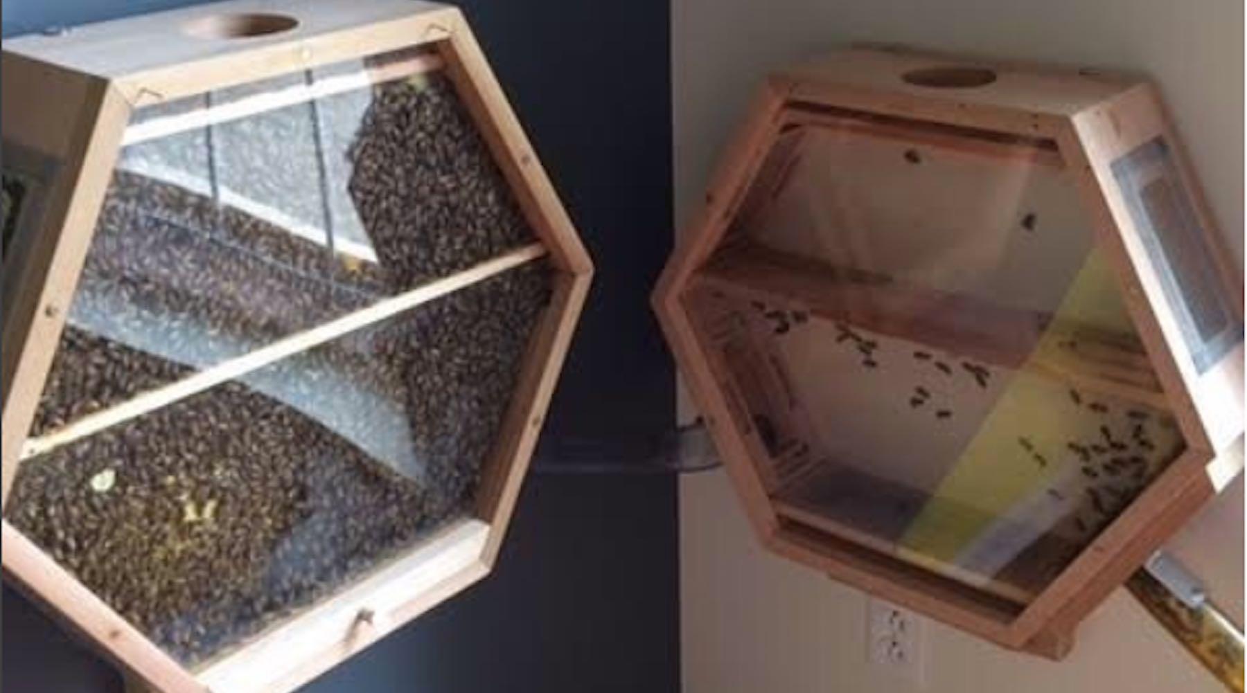 Company Builds Bee Hives You Can Install in Your Living Room