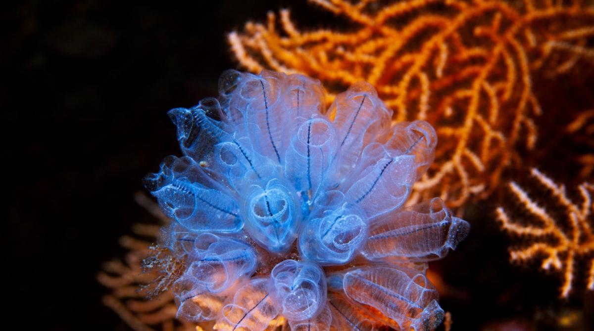 Sea Salps: More Like Jellyfish or Humans? Let's Discuss