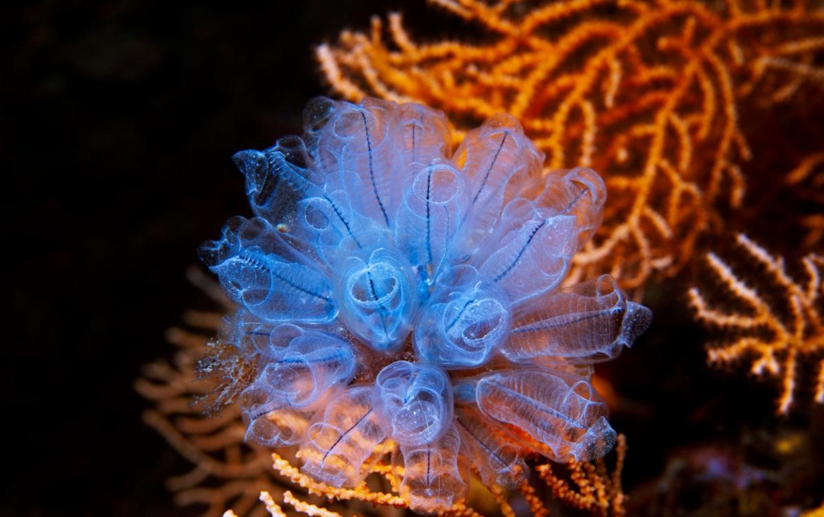 Sea Salps: More Like Jellyfish or Humans? Let's Discuss